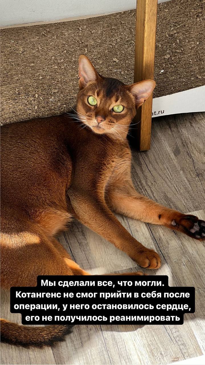 Telegram-канал "Кот Котангенс" — @cotangens_abycat — TGStat